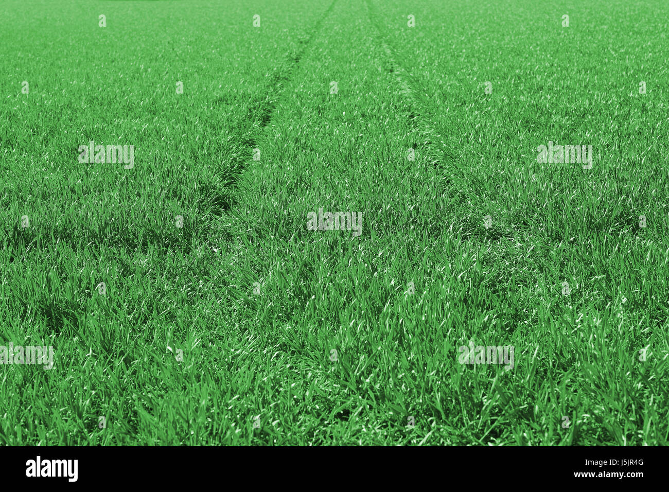 green agriculture farming field acre track ecology meadow grass lawn ...