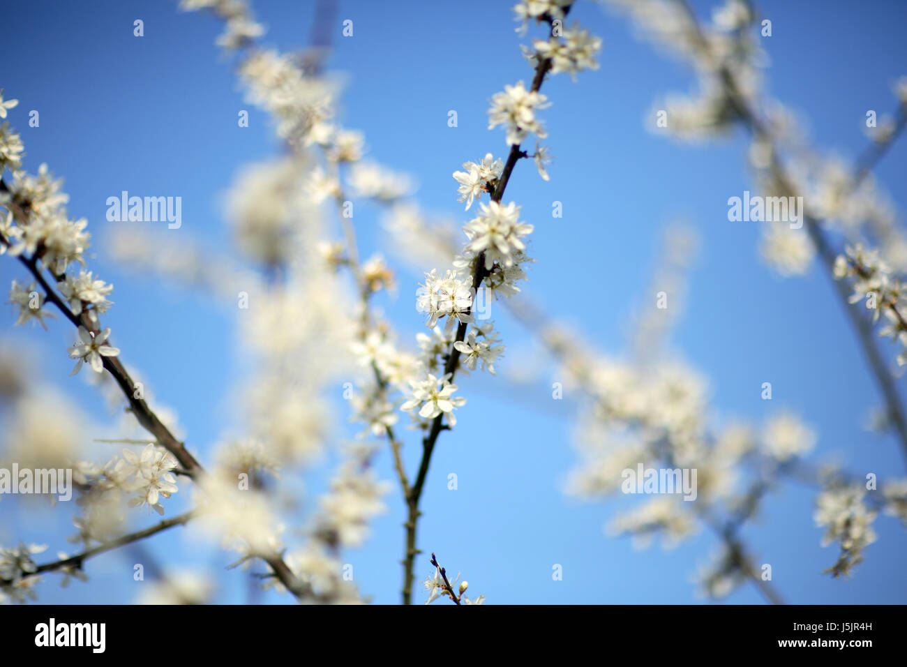 blue tree bloom blossom flourish flourishing blossoms branches spring ...