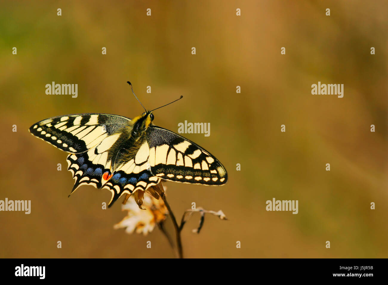 insect insects butterfly wing sleep sleeping moth butterflies ...