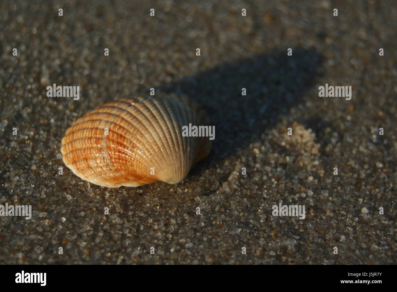 brown brownish brunette beach seaside the beach seashore shell wet ...