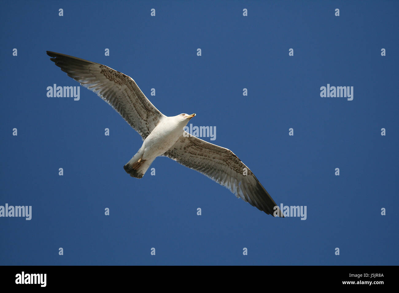 blue bird birds freedom liberty float free firmament sky levitation fly ...