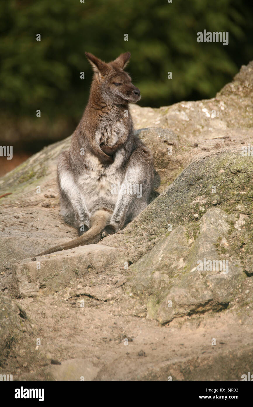 rock australia tired kangaroo opossum wallaby break rest pause ...