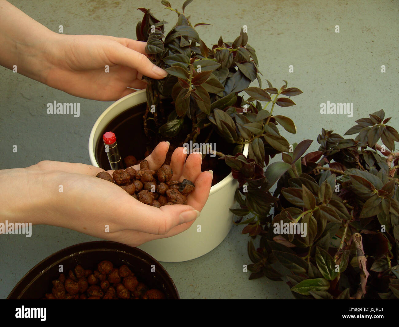 hand finger plant gardening pot pellets umtopfen hydro hydrokultur ...