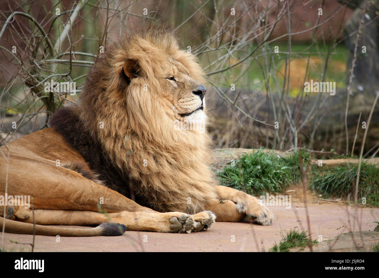 lion cat big cat feline predator lazy predator mane august emperor king ...