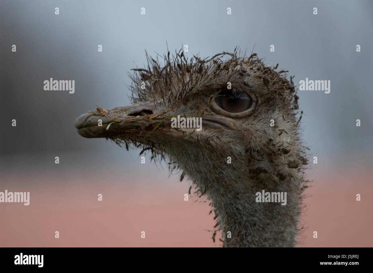 africa eye organ animal portrait lateral beak tele ostrich female beaks ...