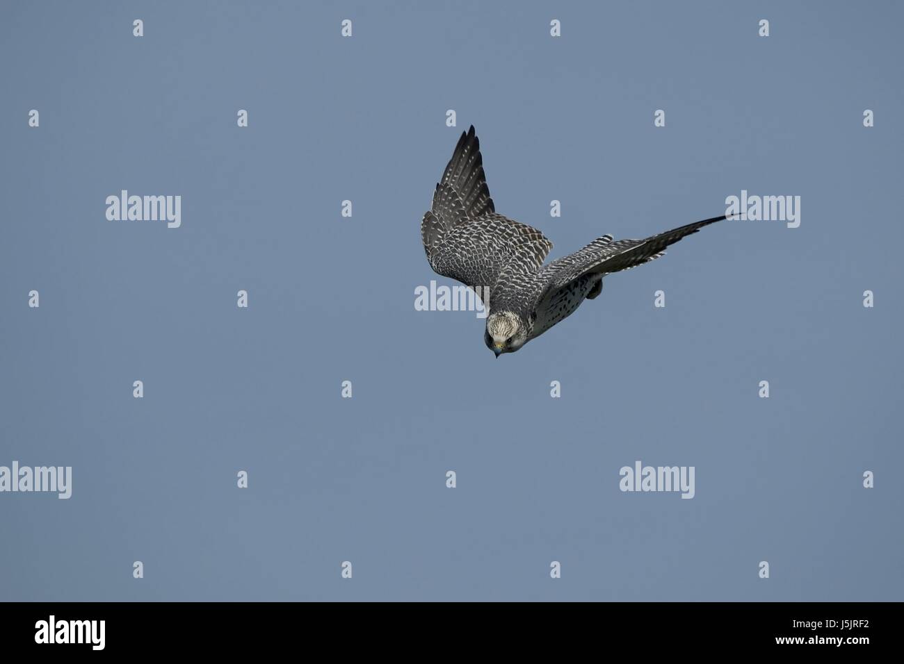 Diving Falcon Silhouette