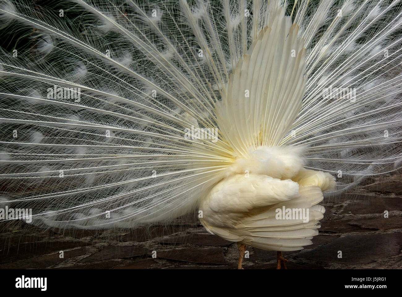 Birds flirting hi-res stock photography and images - Alamy