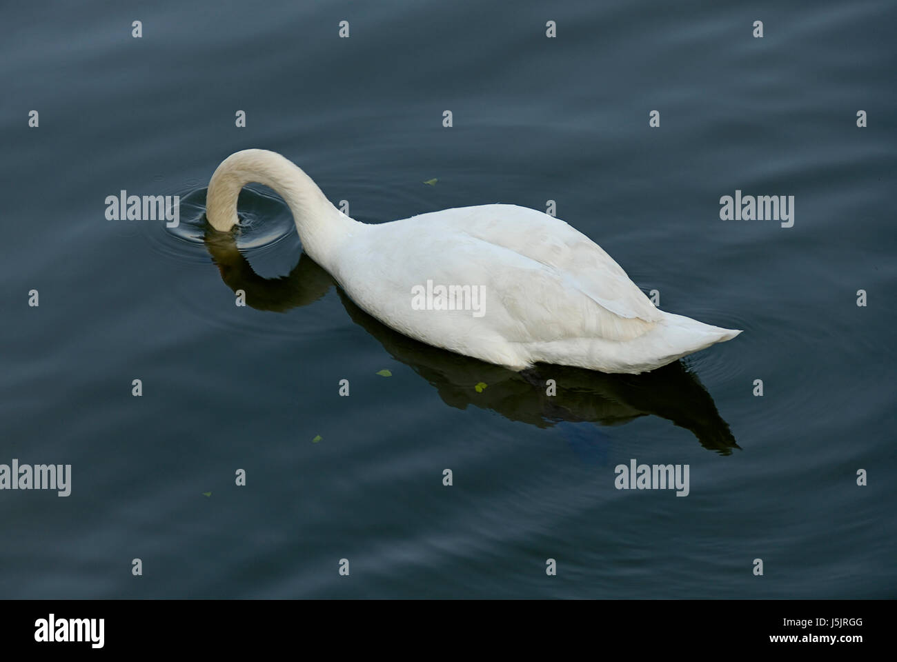 waters animal bird fauna swan birds waves underwater waterfowls ...