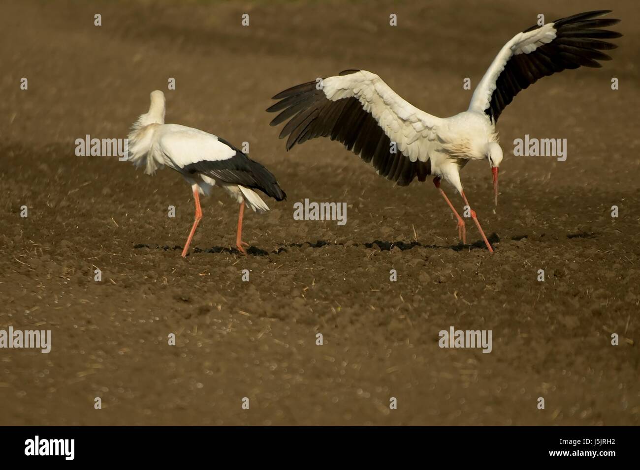 Storchentanz hi-res stock photography and images - Alamy