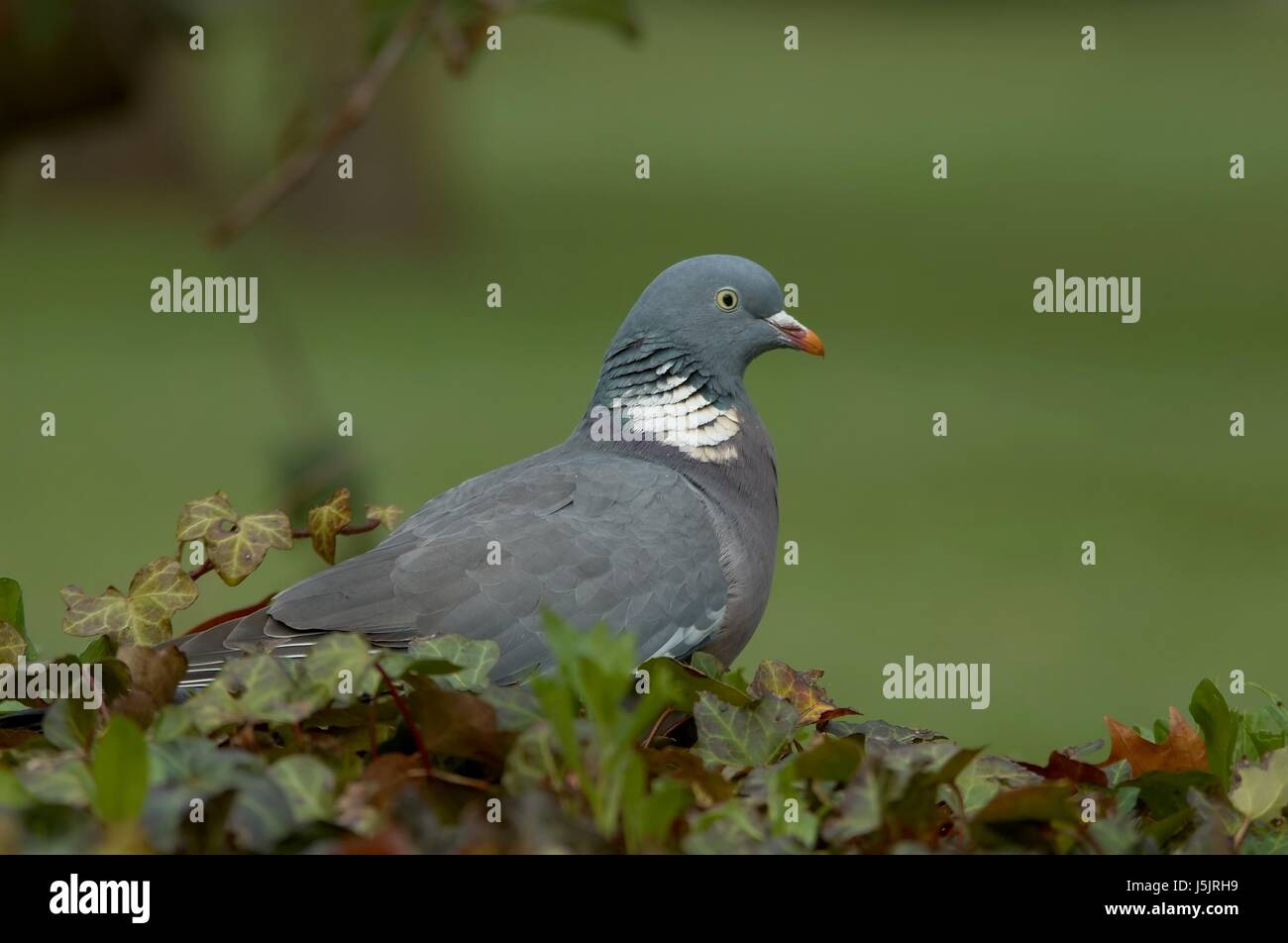 green animal portrait spring lateral tele wildlife one pigeon culver ...