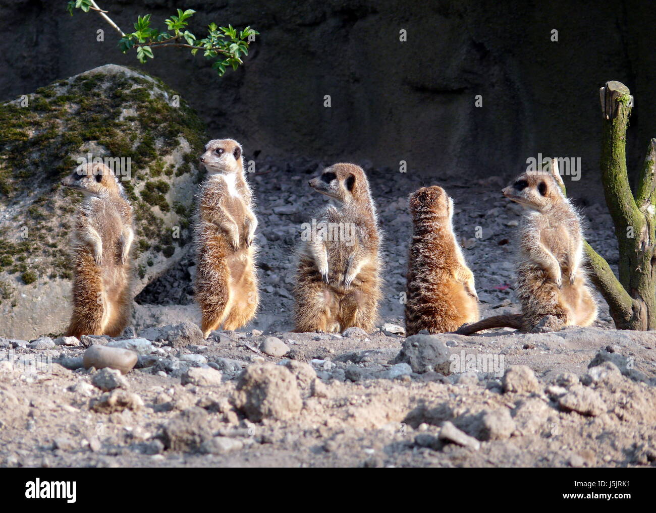 animal five look glancing see view looking peeking looking at idea ...