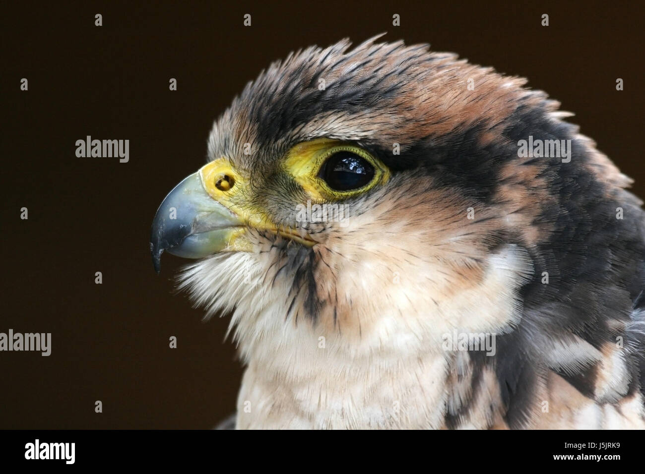 bird hunter birds falcon raptor birds of prey beak beaks feather ...