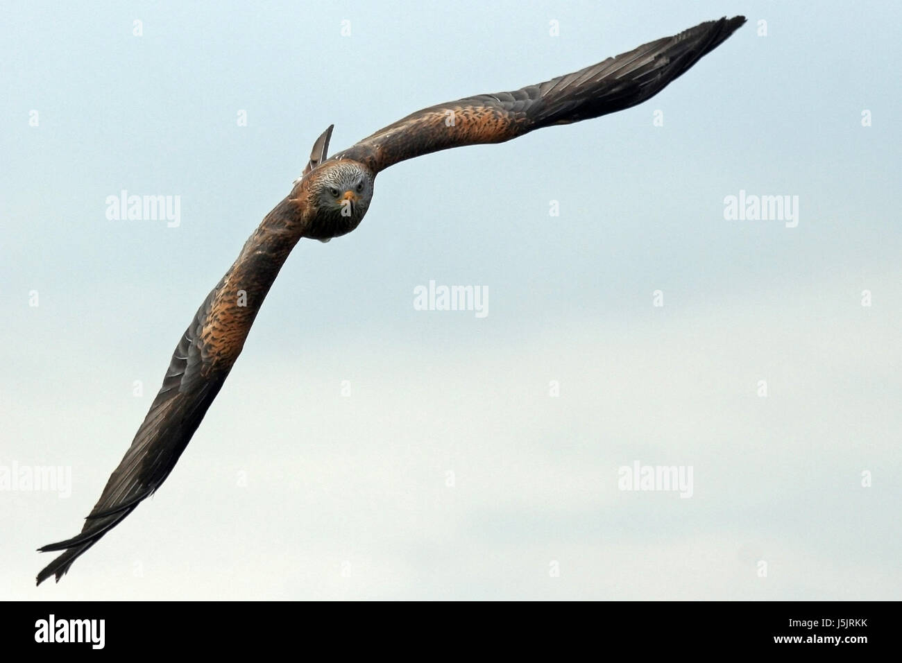 roter milan frontal Stock Photo - Alamy