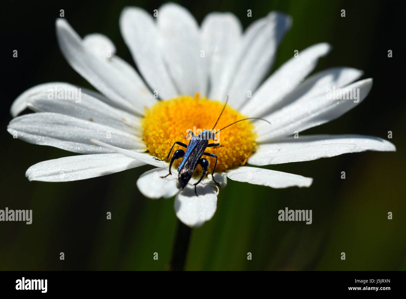Wiesenblmchen hi-res stock photography and images - Alamy