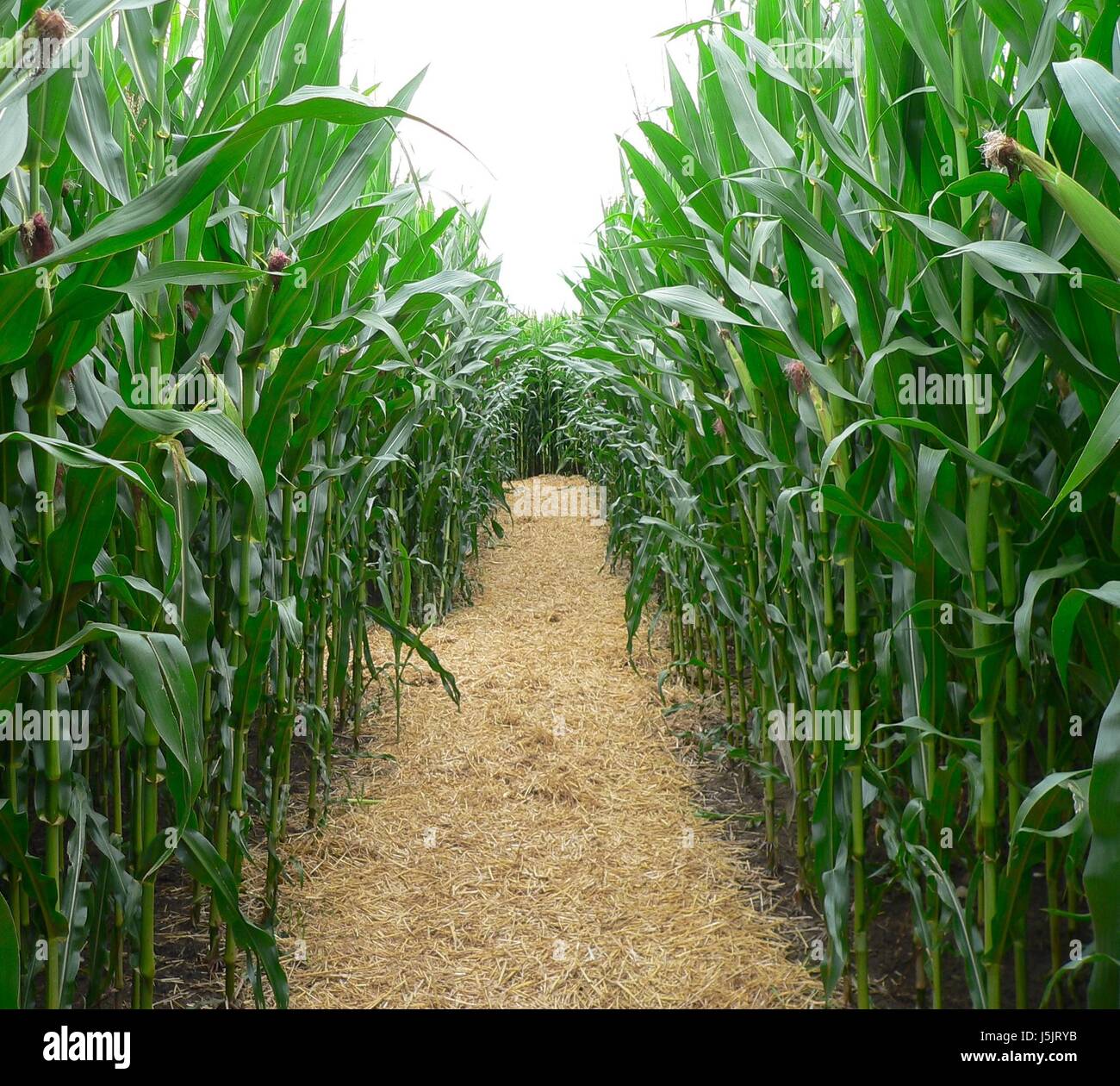 Maislabyrinth hi-res stock photography and images - Alamy