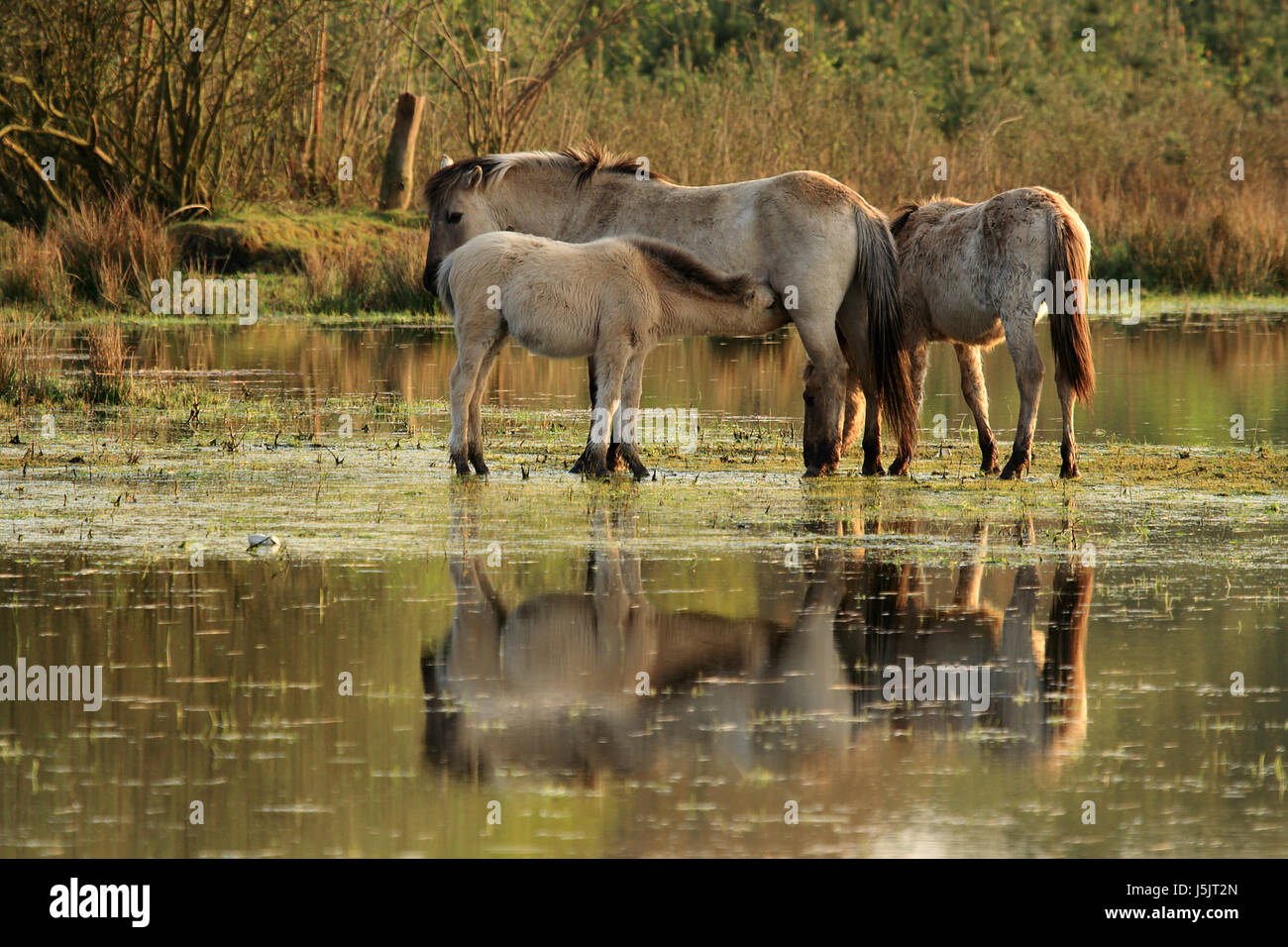 wild mirroring nature-sanctuary mammals horse stallion mare to gorge ...