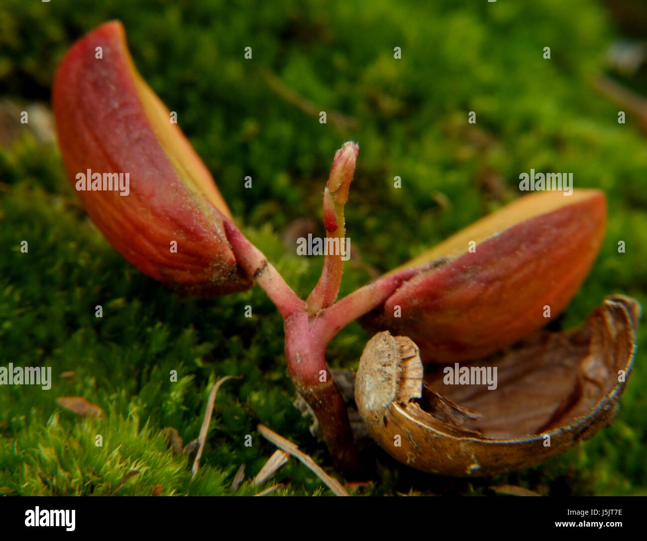 Oak tree germinating hi-res stock photography and images - Alamy