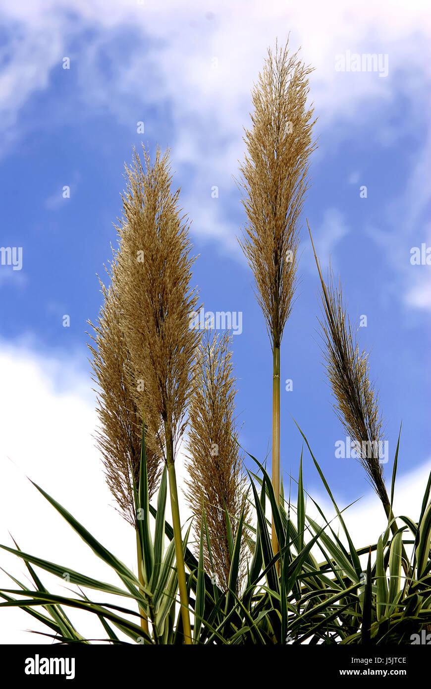 Bamboo windbreak hi-res stock photography and images - Alamy
