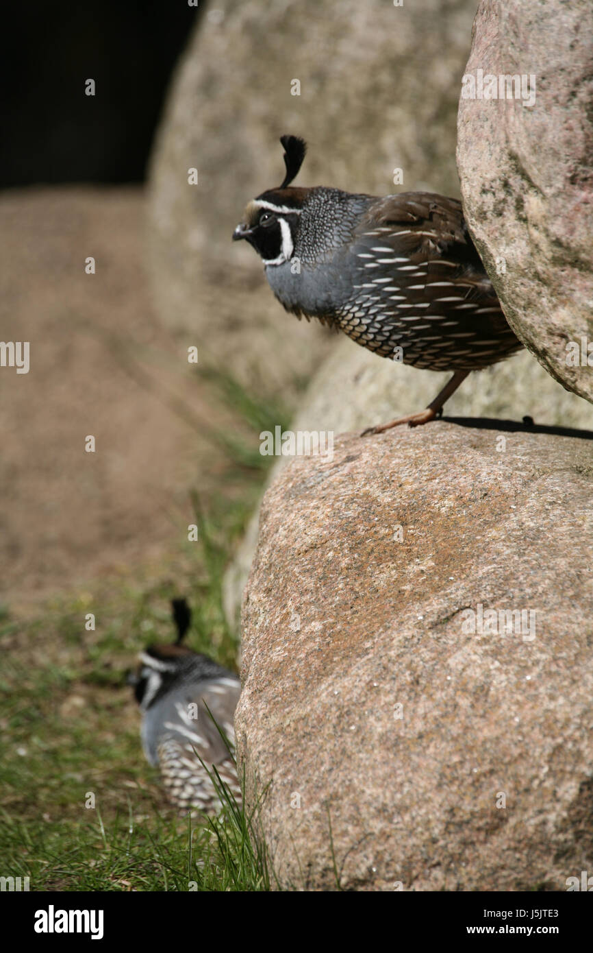 animal bird birds usa america feathers feathering north america quail ...