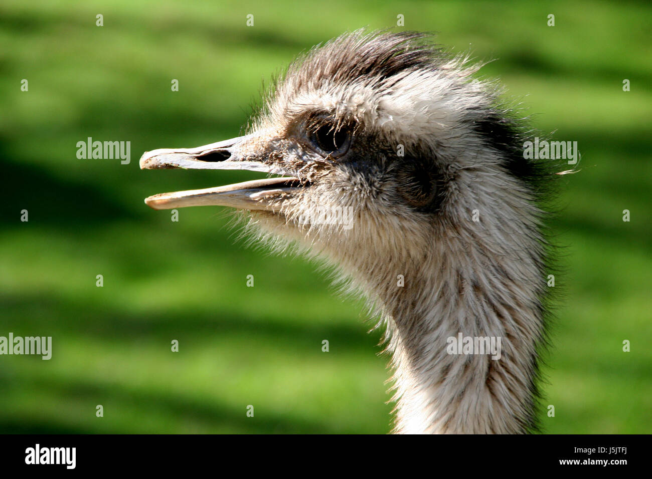 bird portrait birds freedom liberty ostrich game reserve cursorial ...