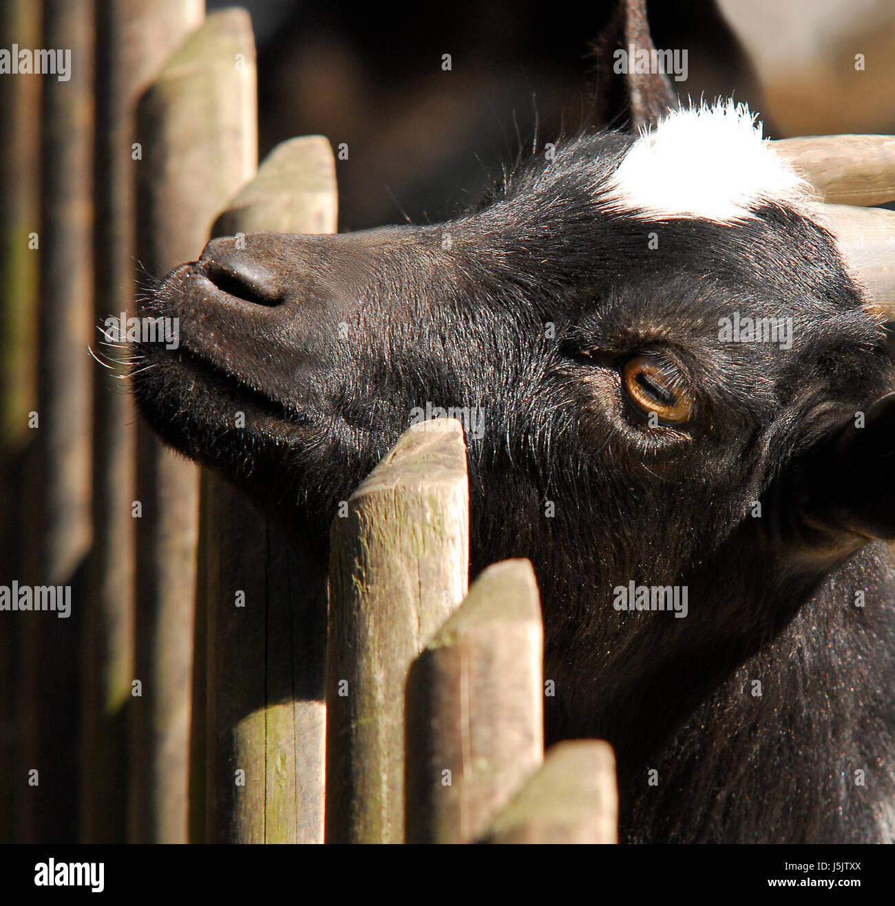 sweet animal goat attraction mammals beg feed wildlife park zwergziege ...