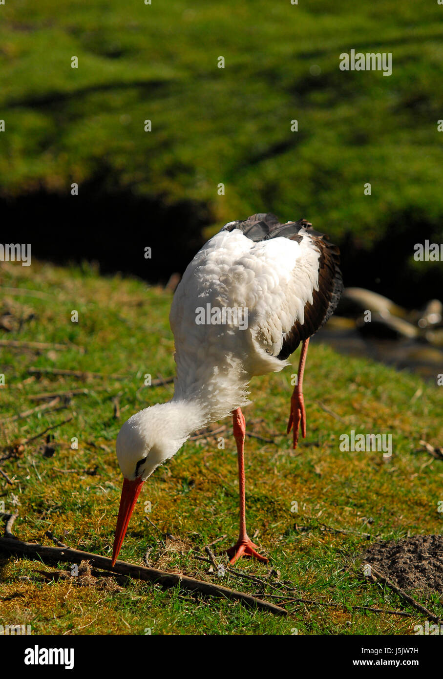 bird animals birds steps step tele stork storks plumage cranesbill ...