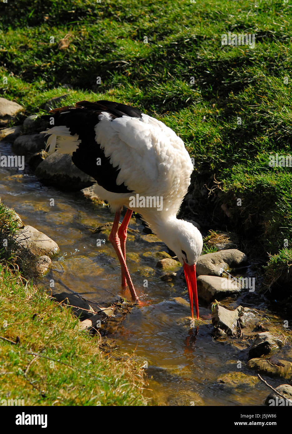 drink drinking bibs bird animals birds steps step stream tele stork ...