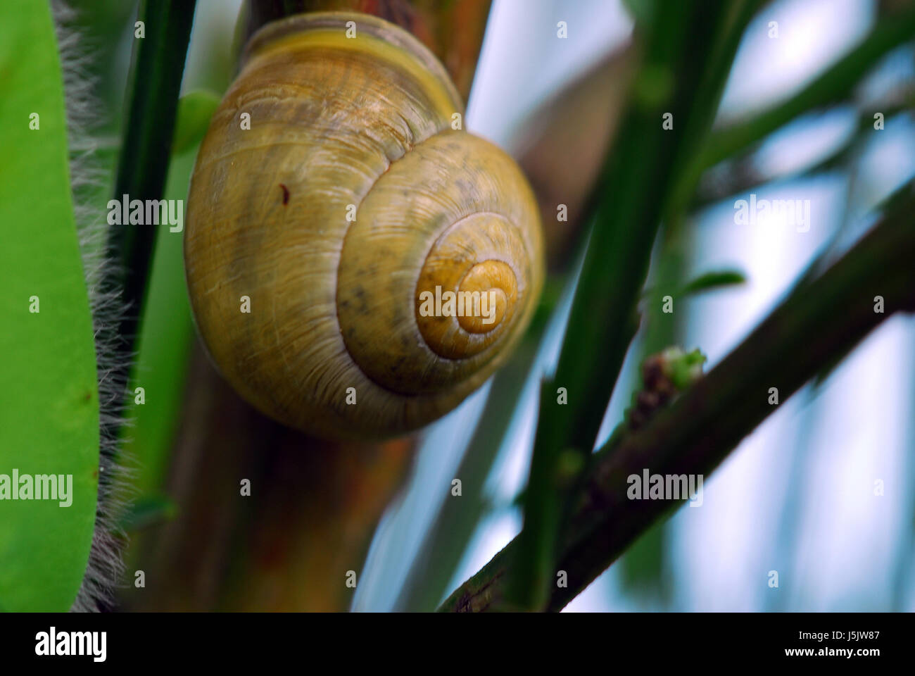 house building animal animals branches branch snail escargots snail ...