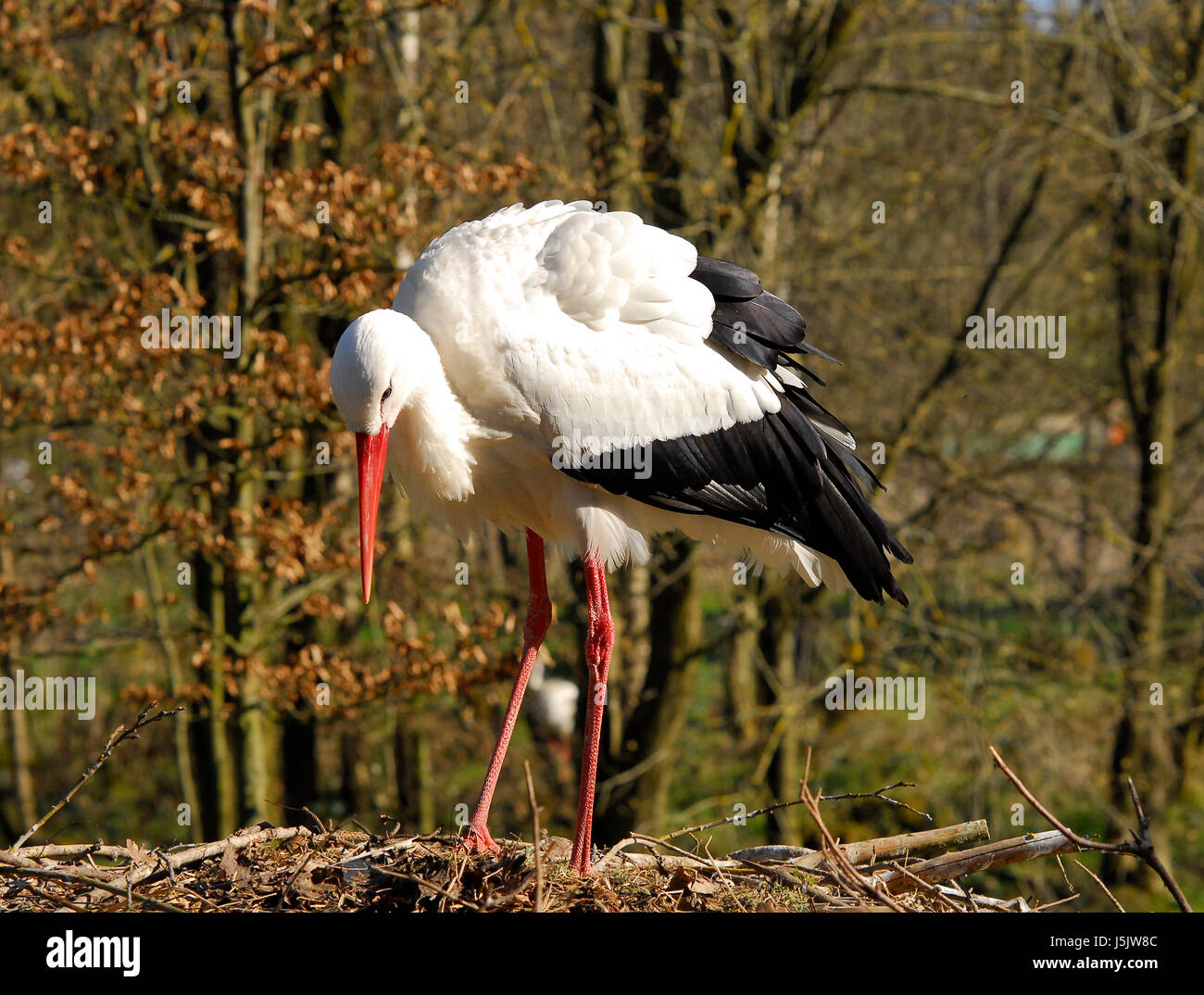 bird animals birds steps step nest tele stork storks plumage hatchery ...