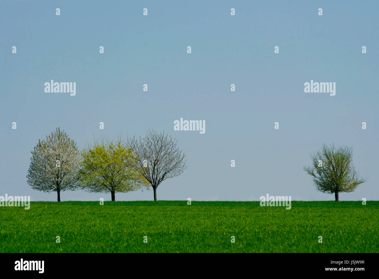 tree trees deciduous tree field austrians spring row branch acre ...