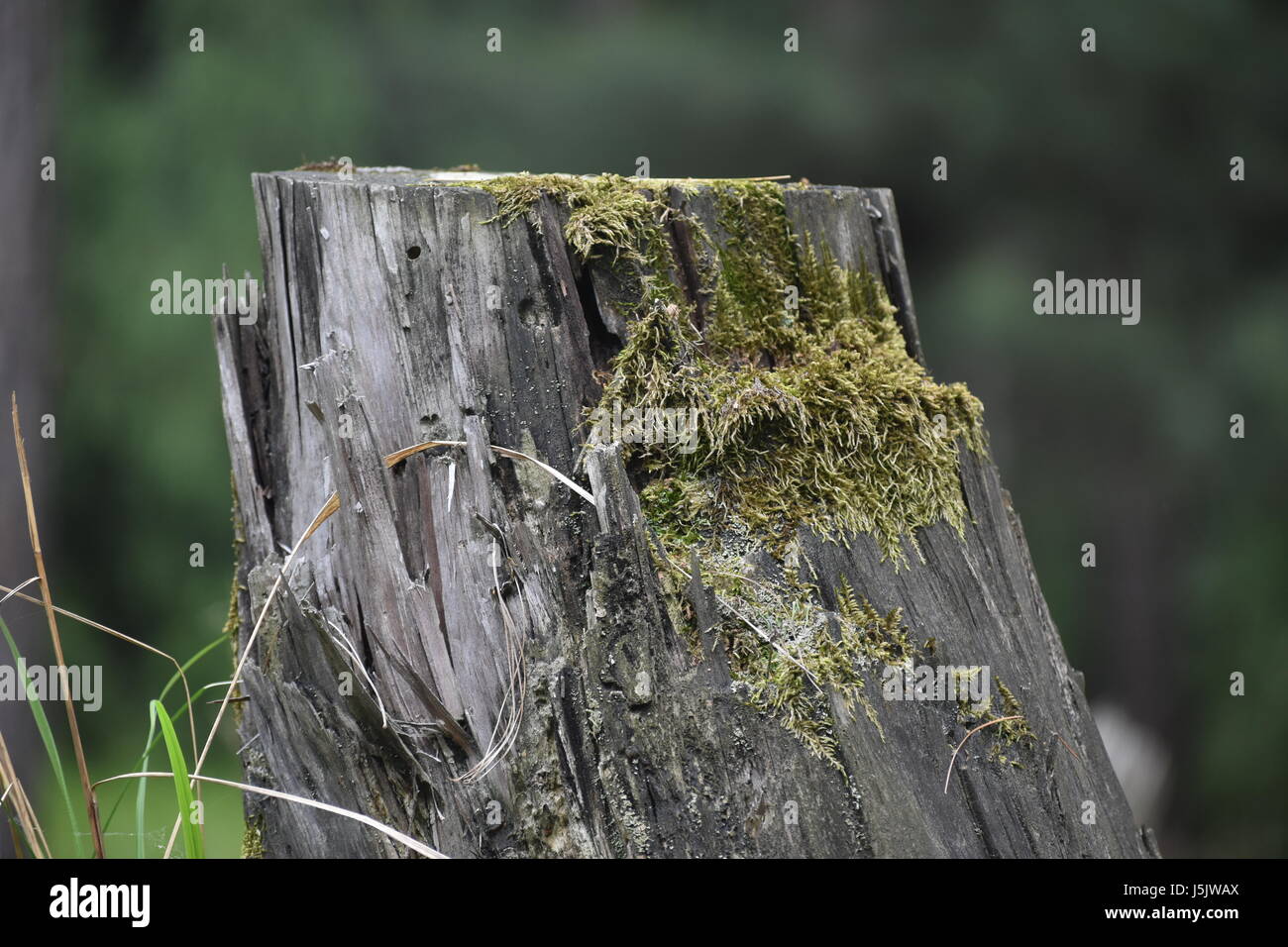 Deforestation pictures hi-res stock photography and images - Alamy