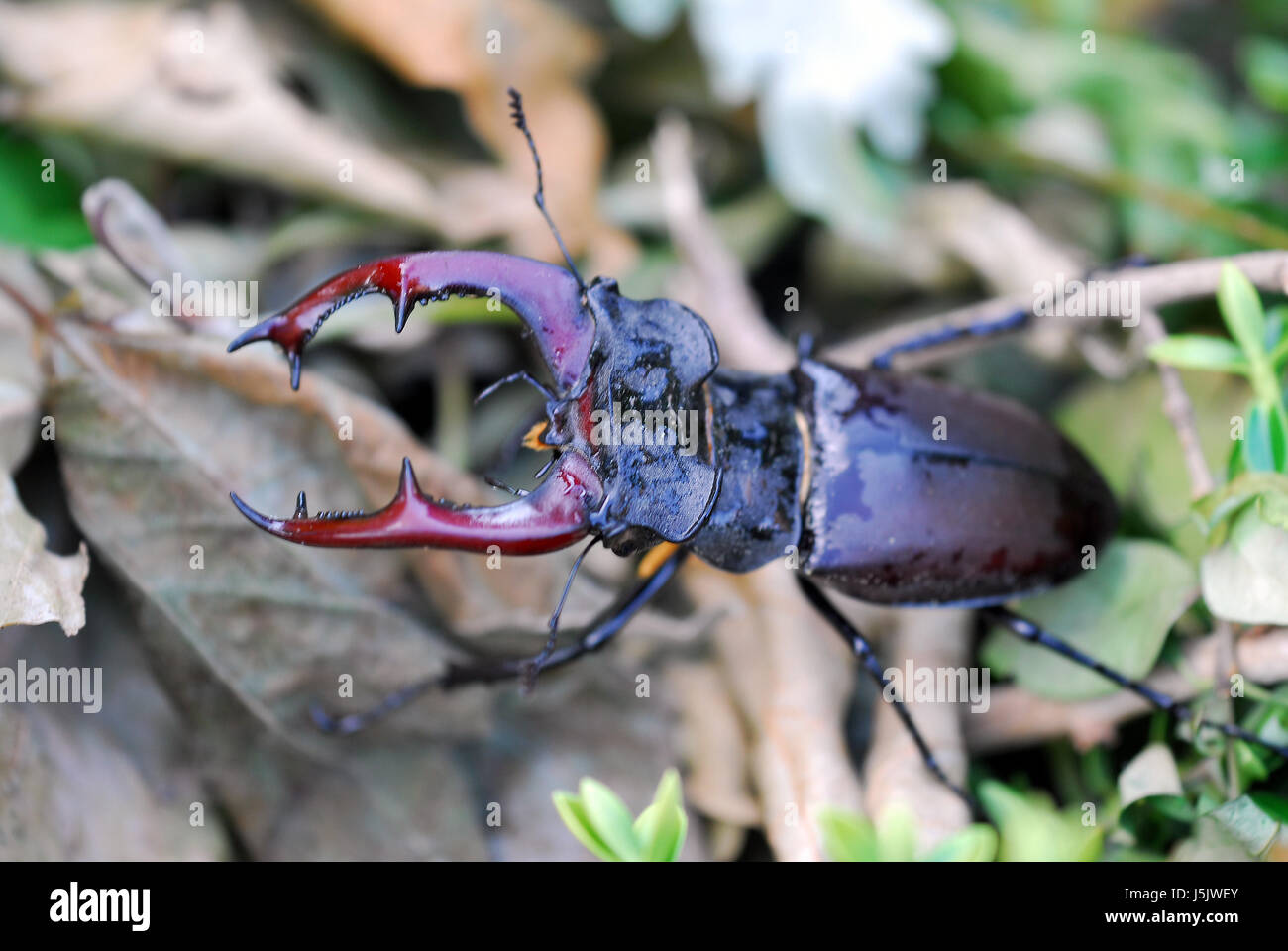 insect insects male stag-beetle hornschrter feuerschrter donnergugi ...