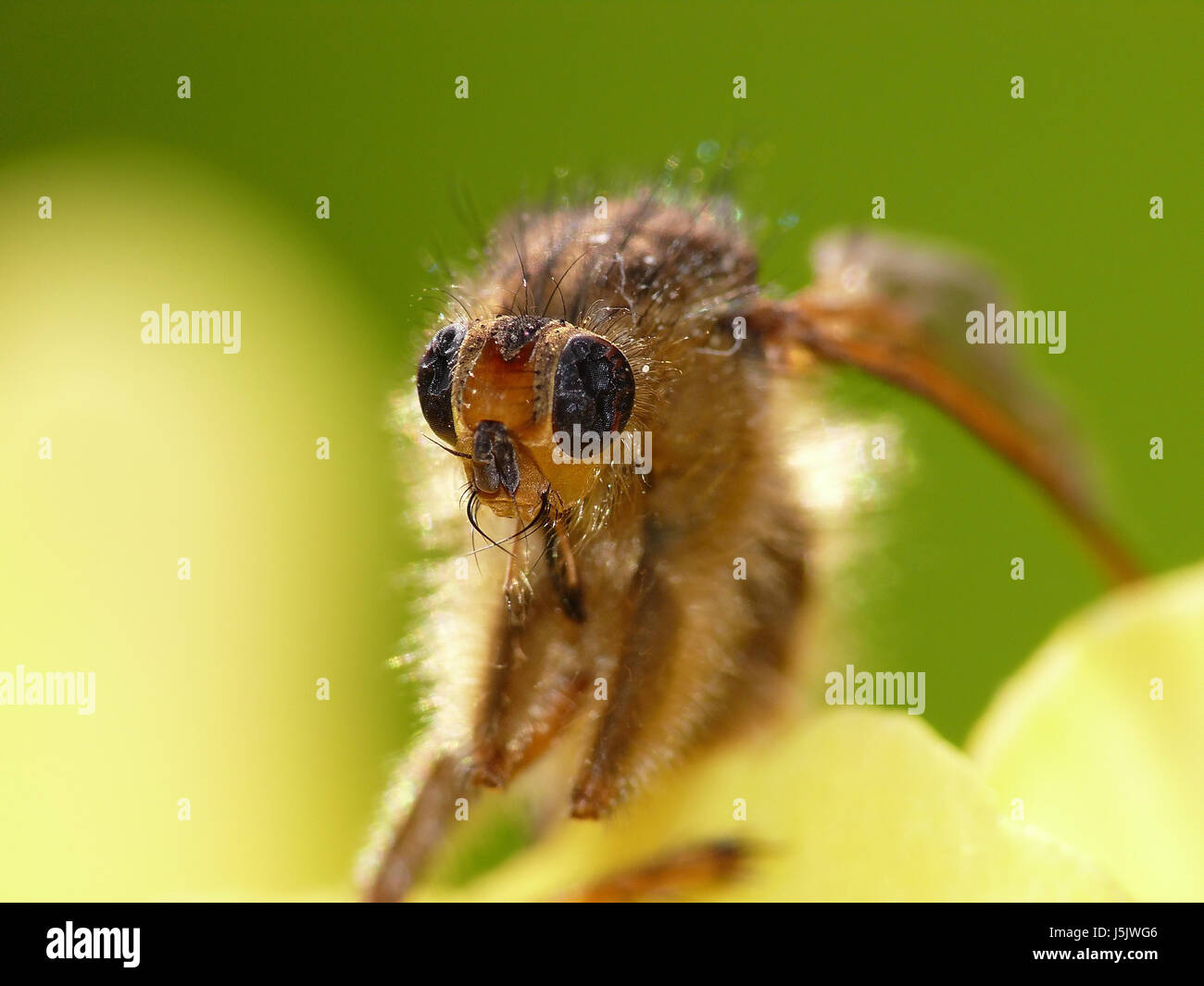 insect bloom blossom flourish flourishing wing fly antenna nature ...