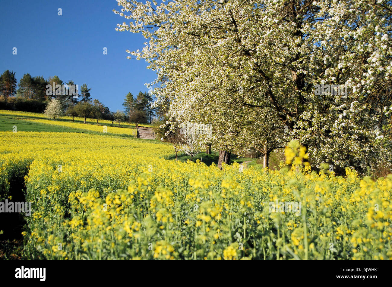 the colors of spring Stock Photo - Alamy