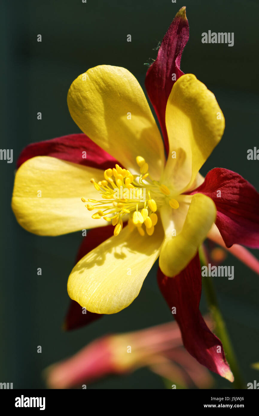 Spring columbine flowers hi-res stock photography and images - Alamy