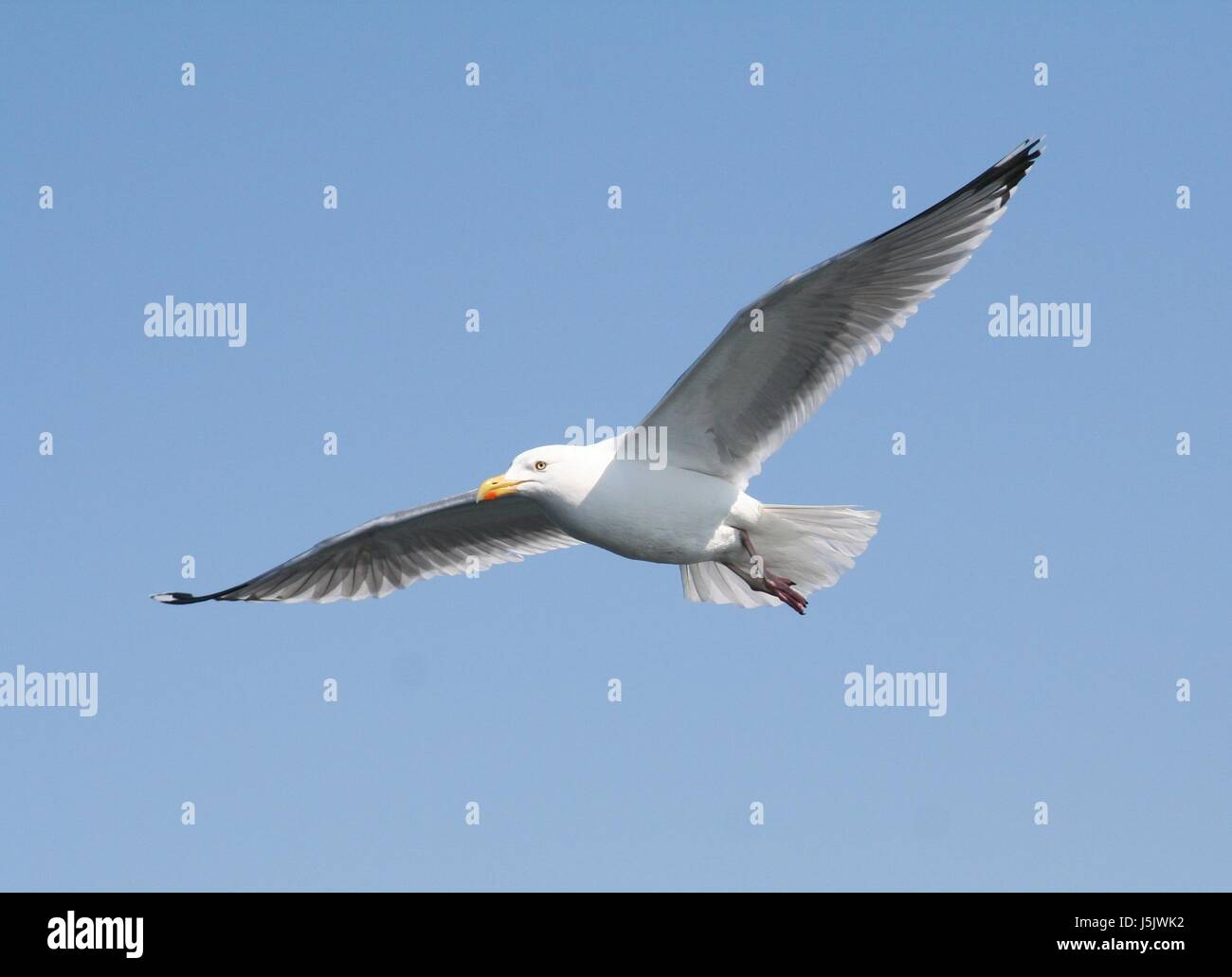 legs blue animal blank european caucasian wing beak glide beaks ...