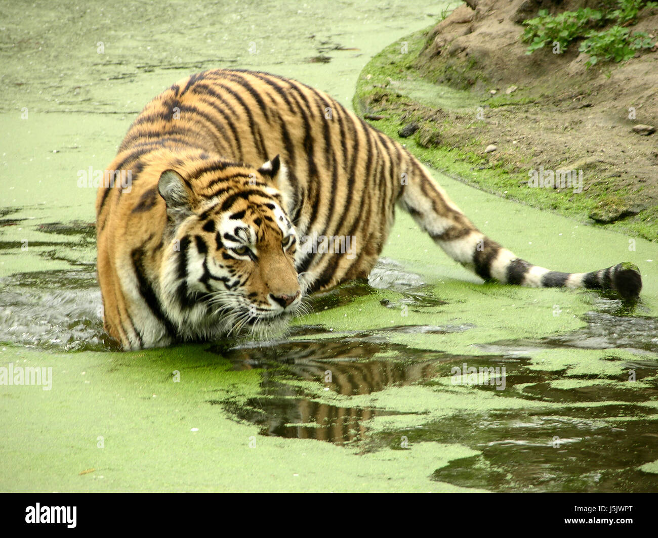 danger cat big cat feline predator tiger predator wild animal afraid of ...