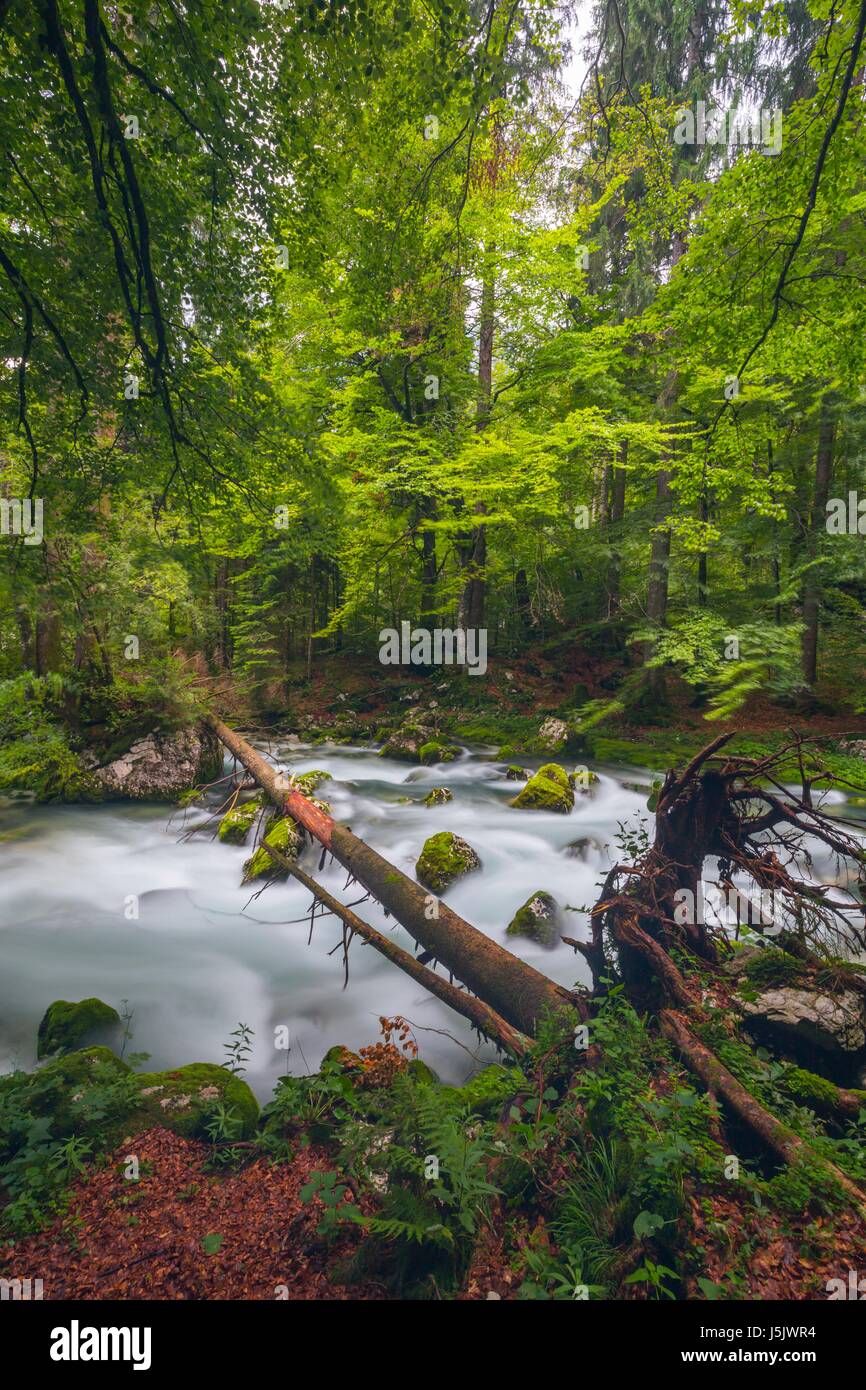 Fallen tree log across river Stock Photo - Alamy