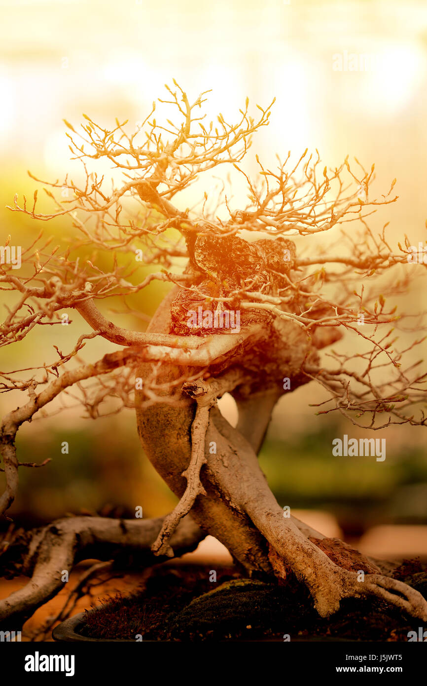 Beautiful bonsai tree photographed in close up Stock Photo - Alamy