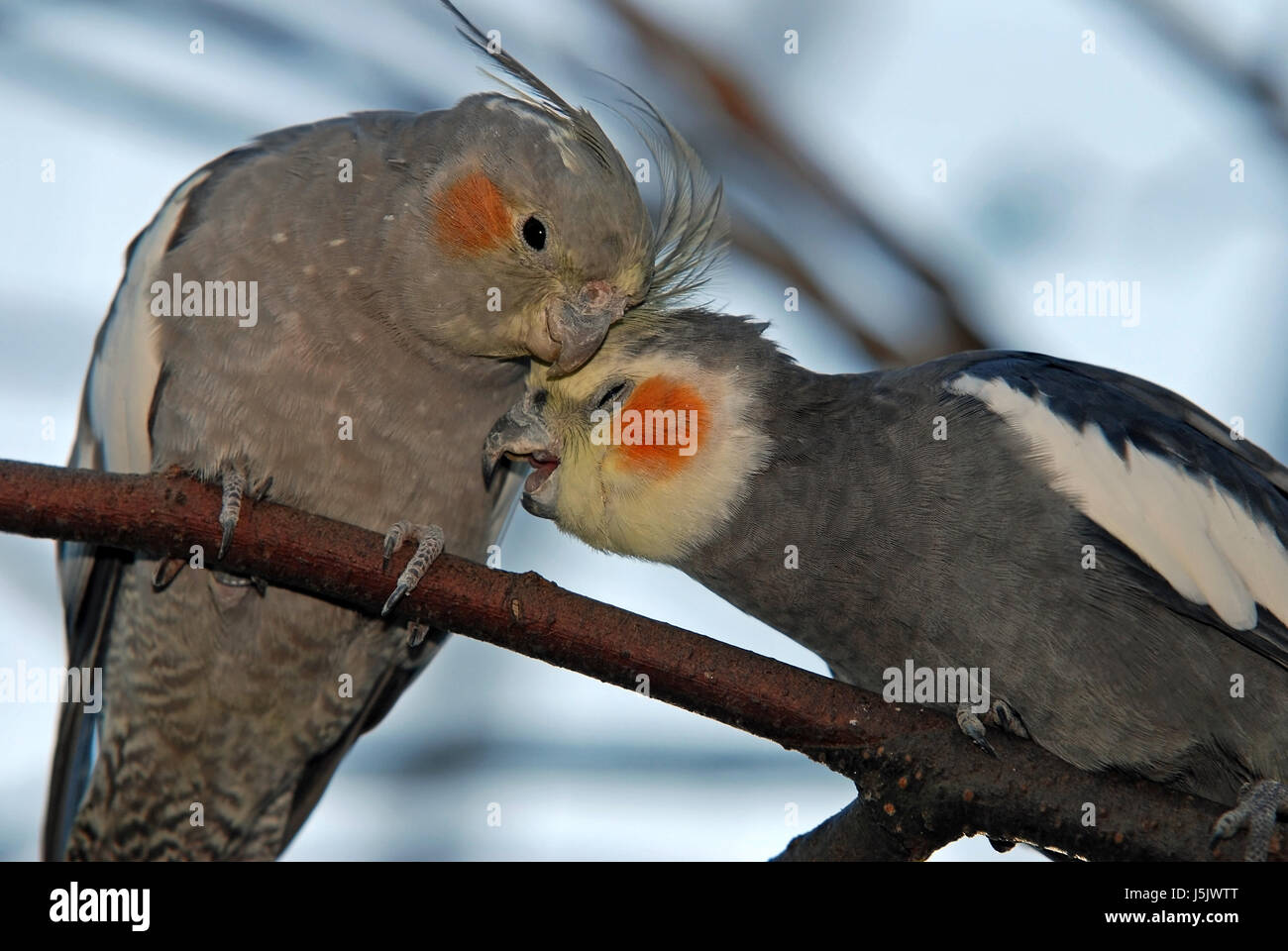 bird birds affection tenderness branch cuddle togetherness parakeet put ...
