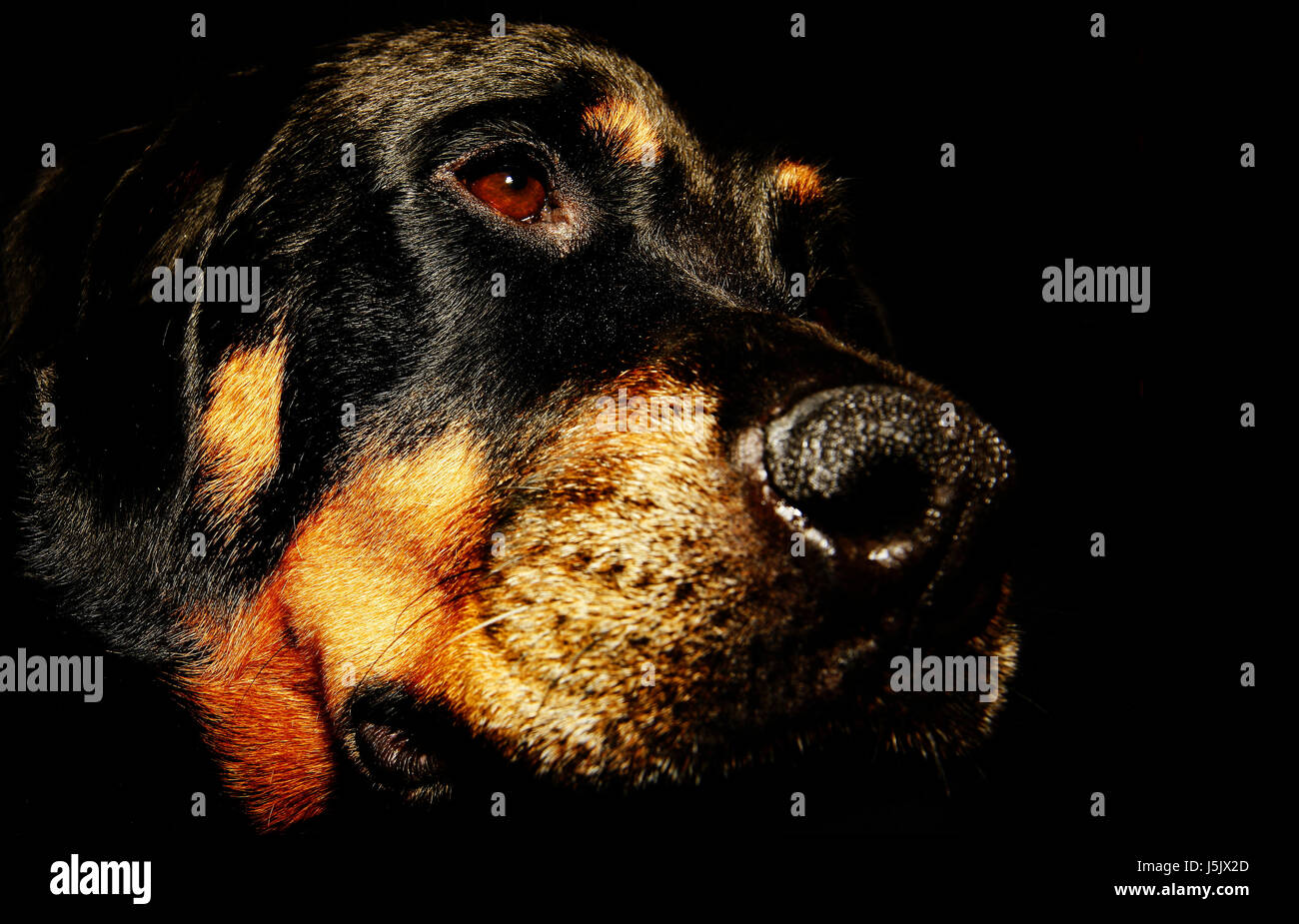 eyes look glancing see view looking peeking looking at skin dog dear ...