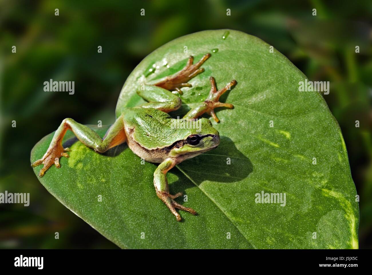 green conservation of nature amphibians greenback tree frog fresh water ...