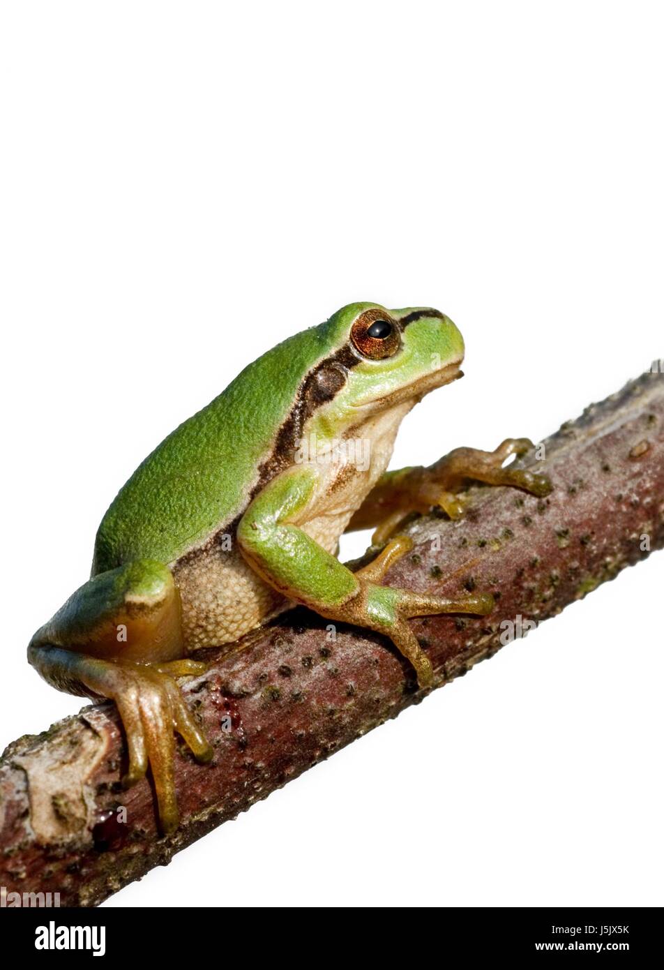 tree frog iii Stock Photo - Alamy