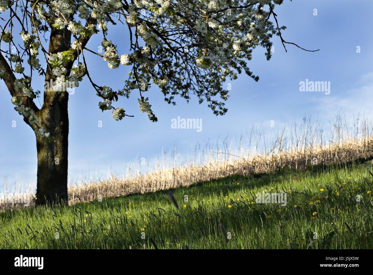 blue food aliment tree plant green agriculture farming flower flowers ...