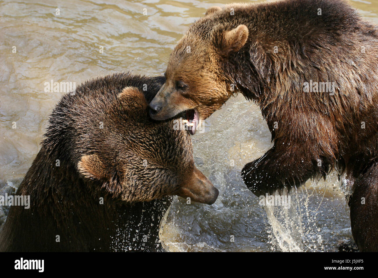 bear fight ii Stock Photo - Alamy
