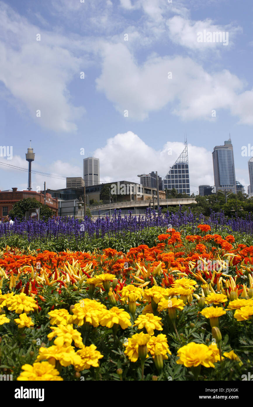 Sydney city skyline flowers hi-res stock photography and images - Alamy