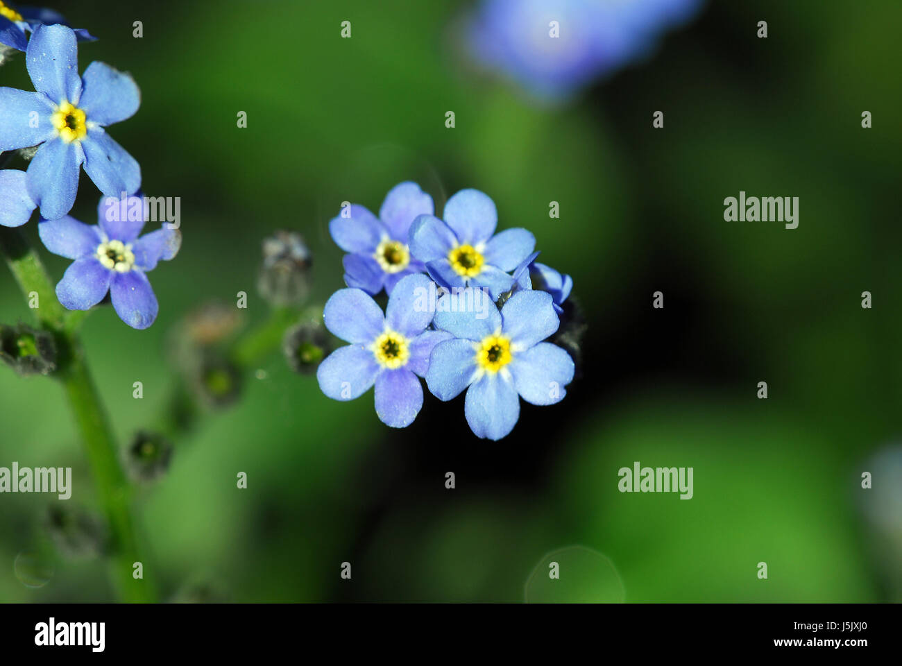 blue plant flower bloom blossom flourish flourishing flowers blossoms ...