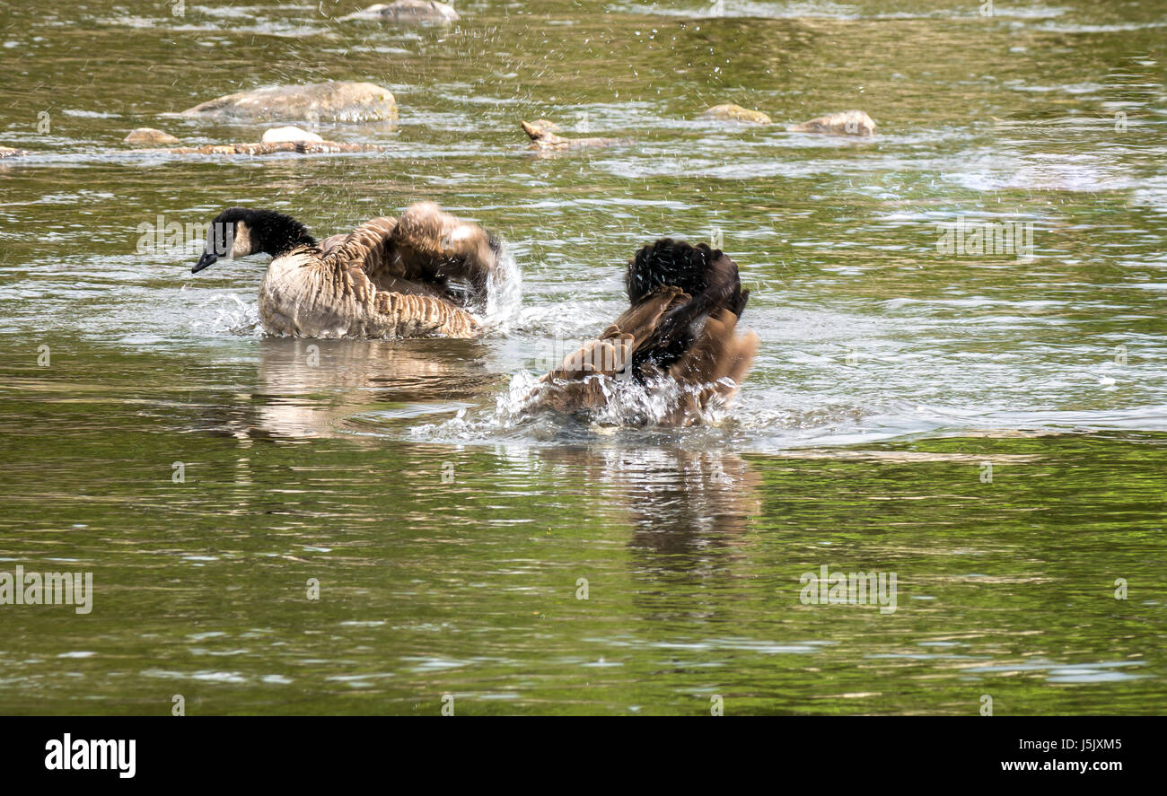 Birds flapping their wings hi-res stock photography and images - Alamy