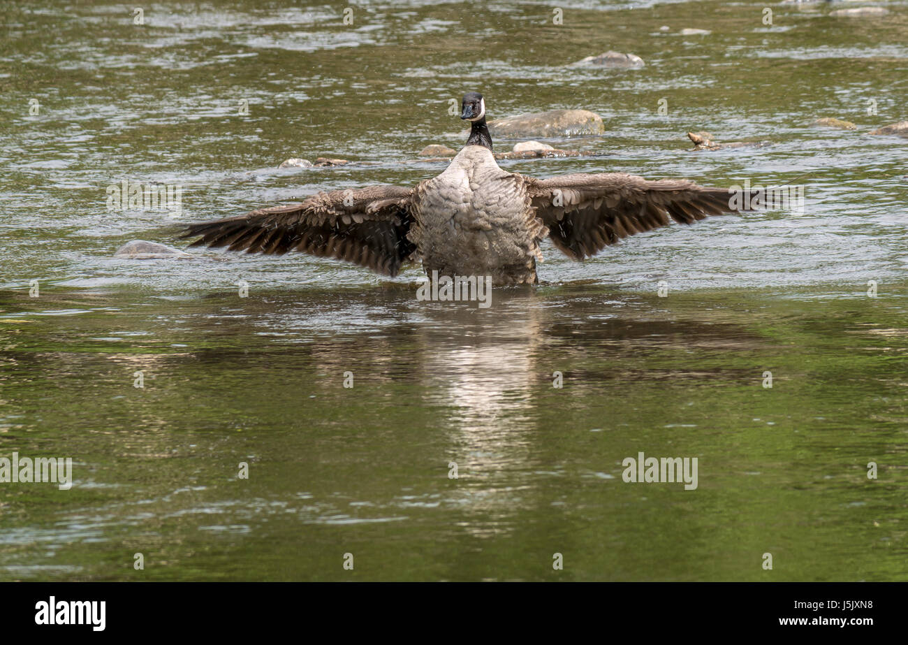 Goose with outstretched wings hi-res stock photography and images - Alamy