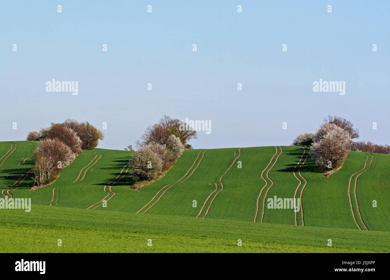 tree trees bloom blossom flourish flourishing agriculture farming sense ...